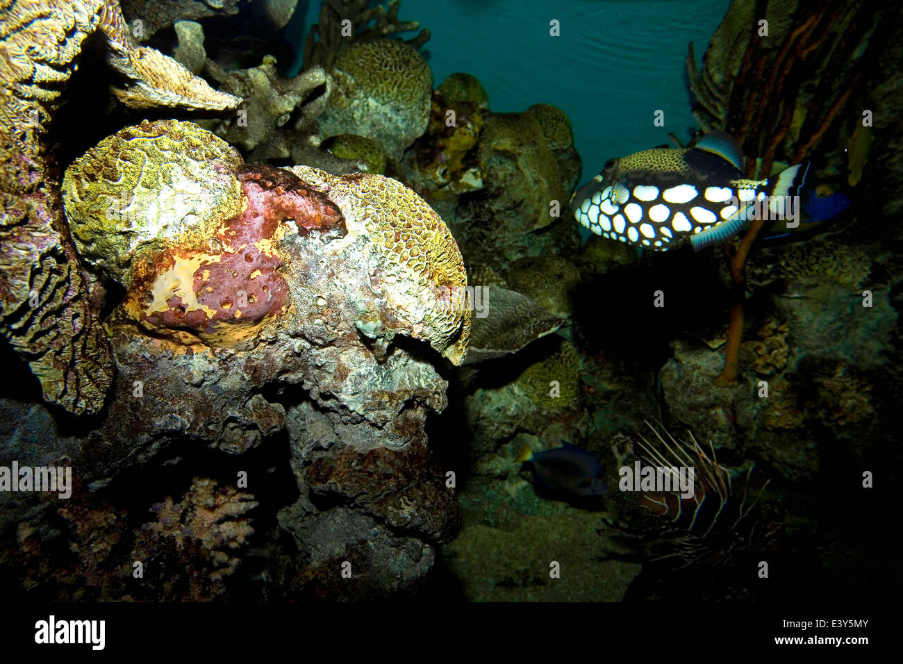 Colorful fish swimming near hi-res stock photography and images - Alamy