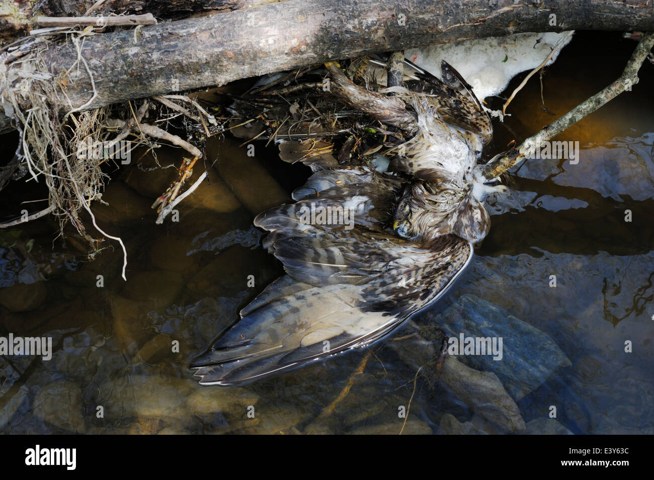Dead raptor uk hi-res stock photography and images - Alamy