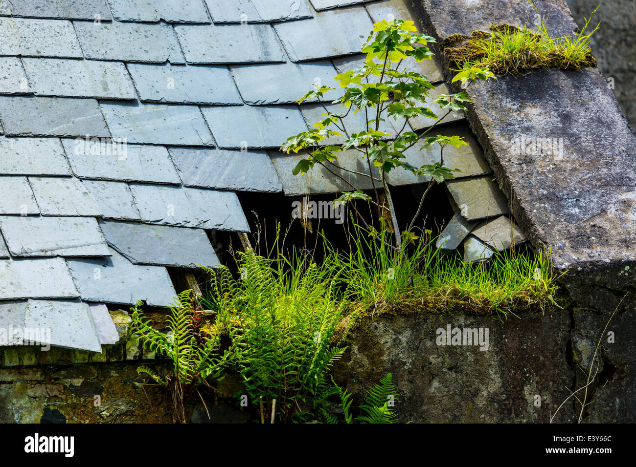 Fallen roof hi-res stock photography and images - Alamy