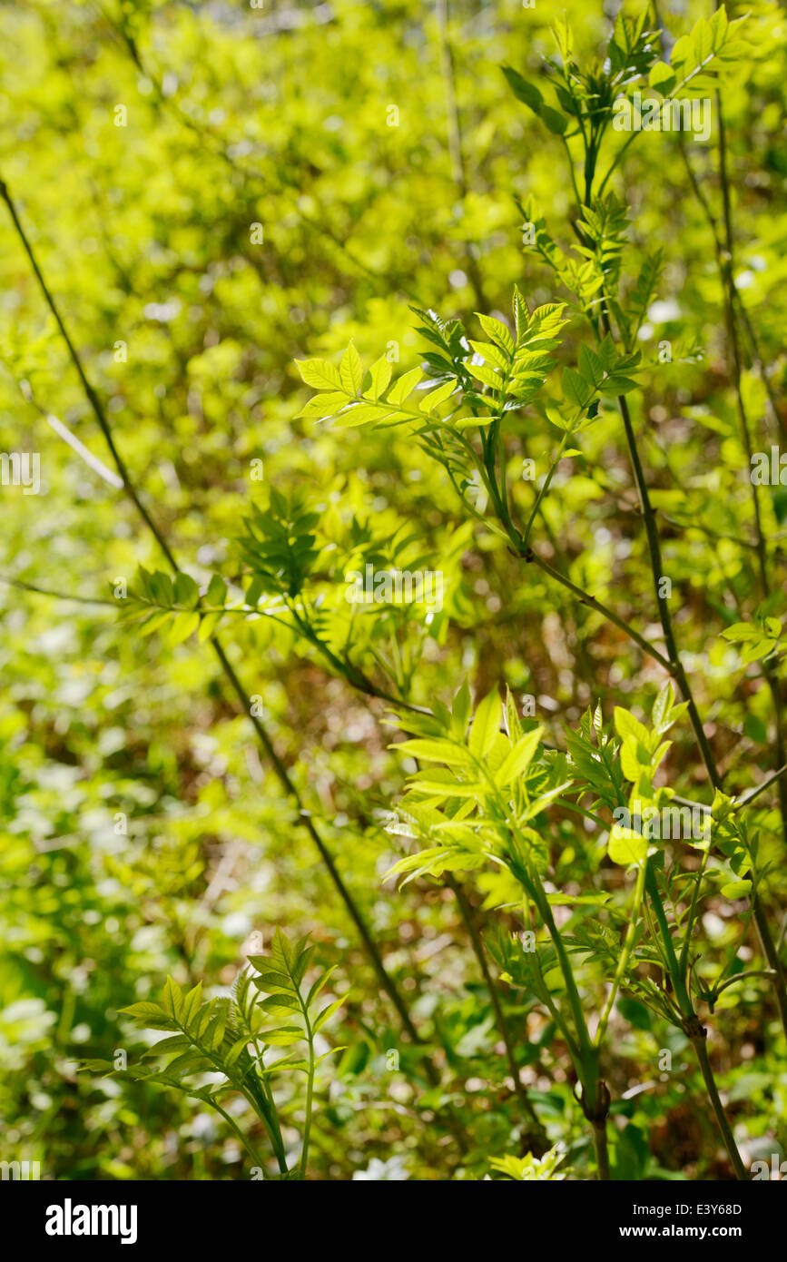 Regeneration of ash trees hi-res stock photography and images - Alamy