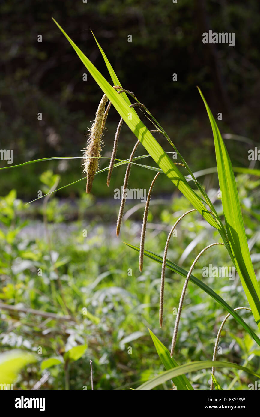 Carex pendula, Pendulous sedge, Wales, UK Stock Photo - Alamy