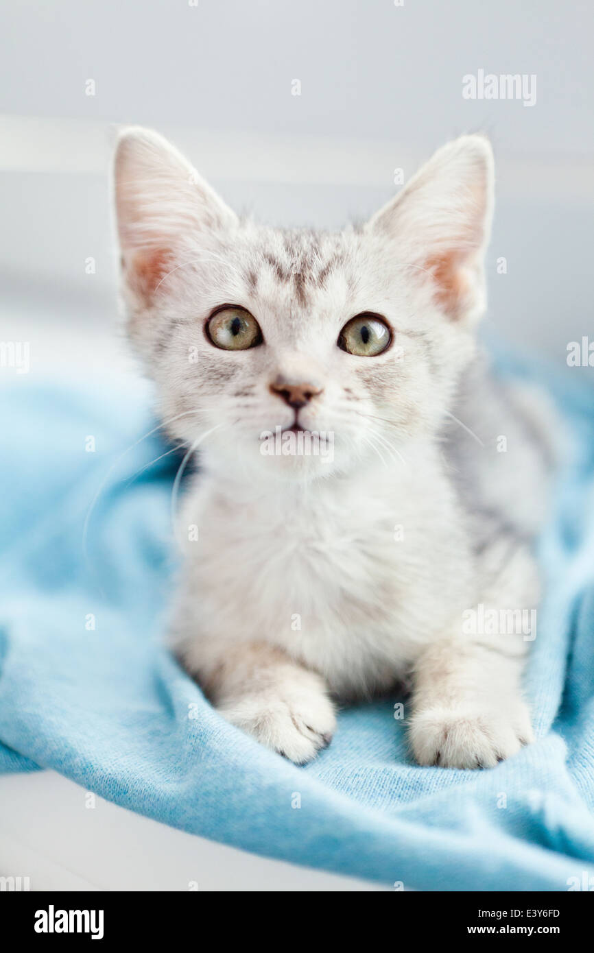 White Tabby Cat Pet Of The Week: Milly, Tabby Cat With Sweet