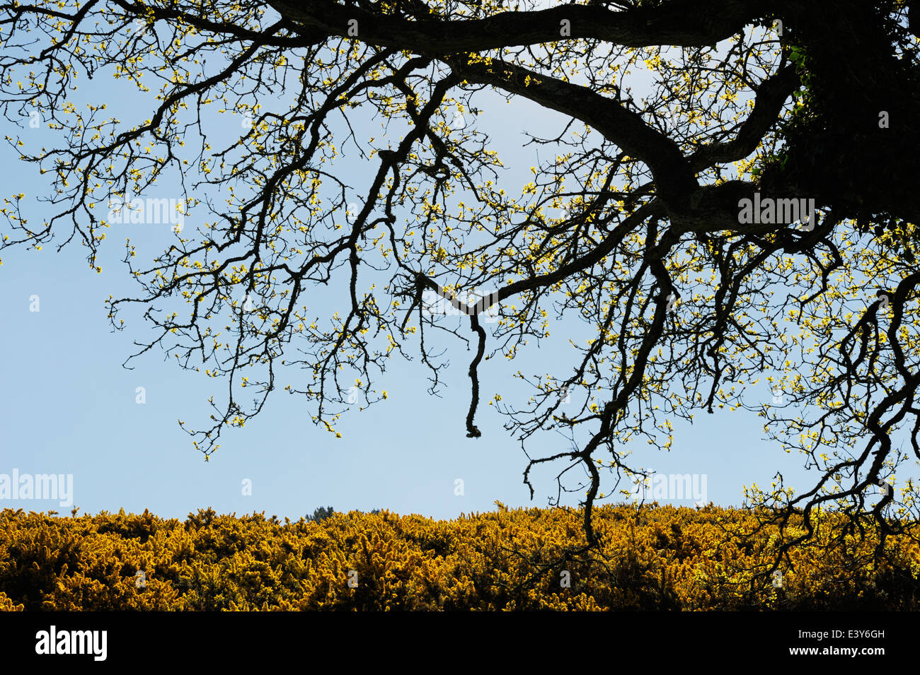 Sessile Oak, Quercus petreaea, coming into leaf in Spring above ...