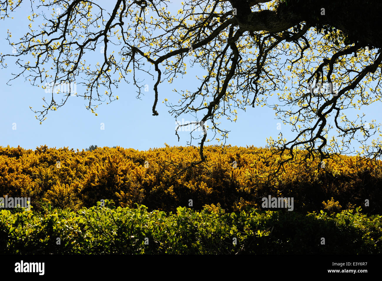 Sessile Oak, Quercus petreaea, coming into leaf in Spring above ...
