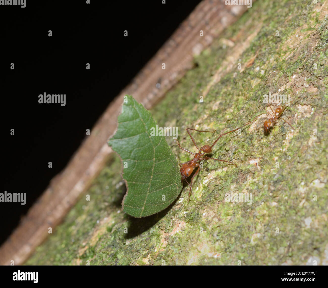 Leafcutter ant colony hi-res stock photography and images - Alamy