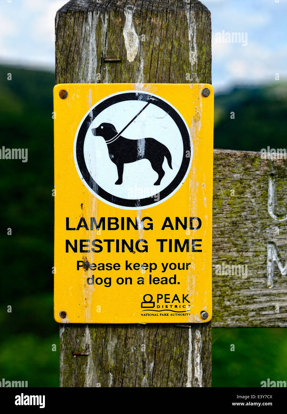 Lambing and nesting time peak district sign England UK Stock Photo - Alamy