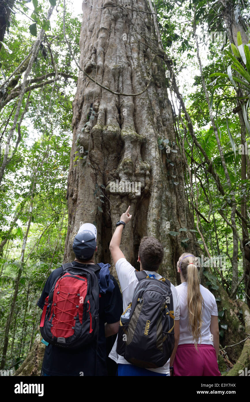 Teens observing a giant old growth almond tree, Dipteryx panamensis ...