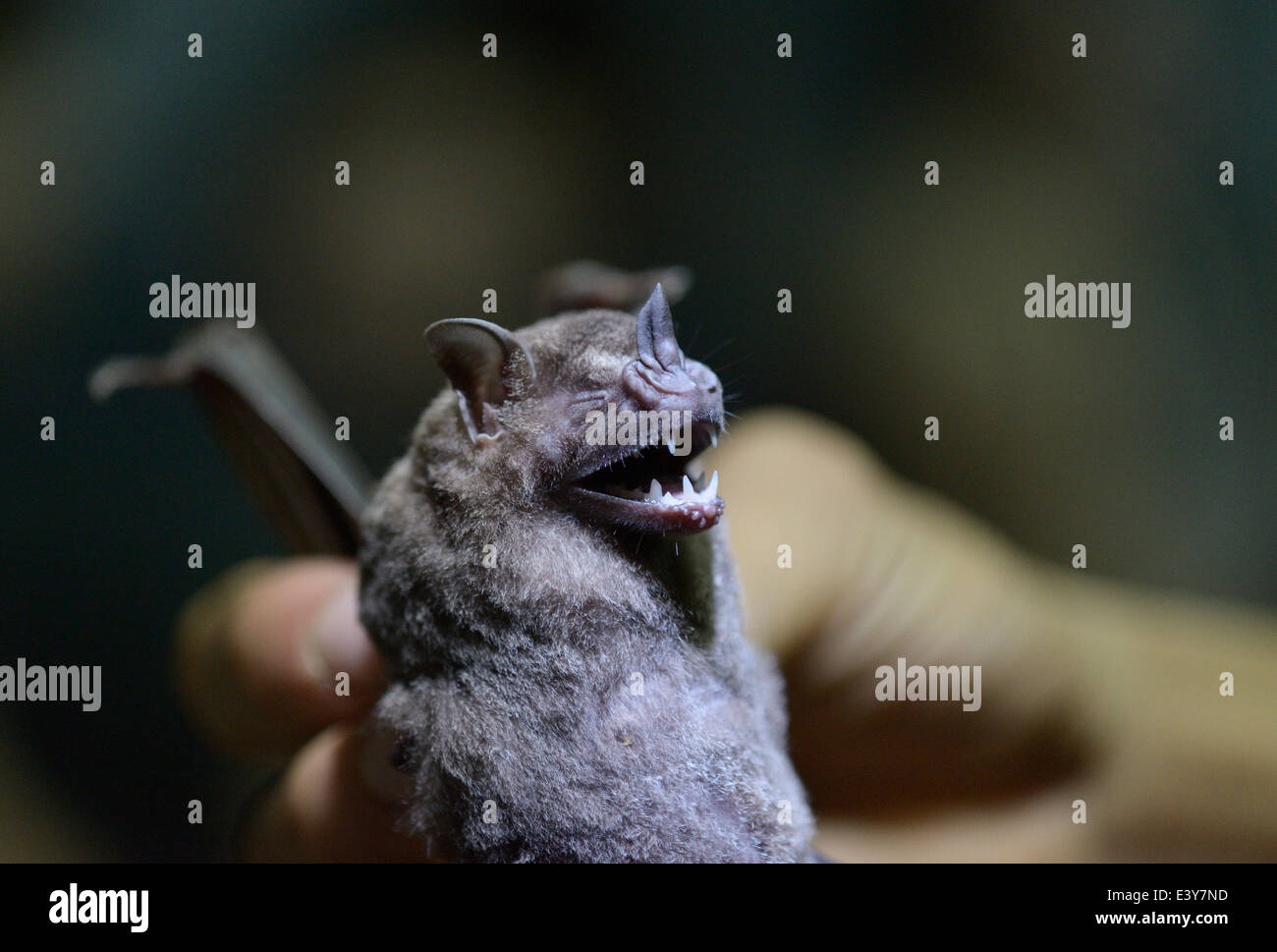 Researcher holding a leaf-nosed bat (Phyllostimidae) that has been ...
