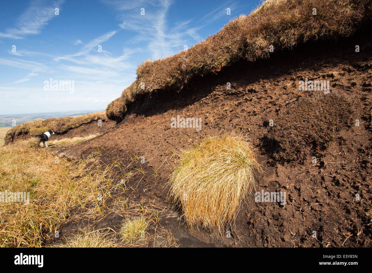 Peat Hags on king bank head above Biggar in the Southern Uplands of ...