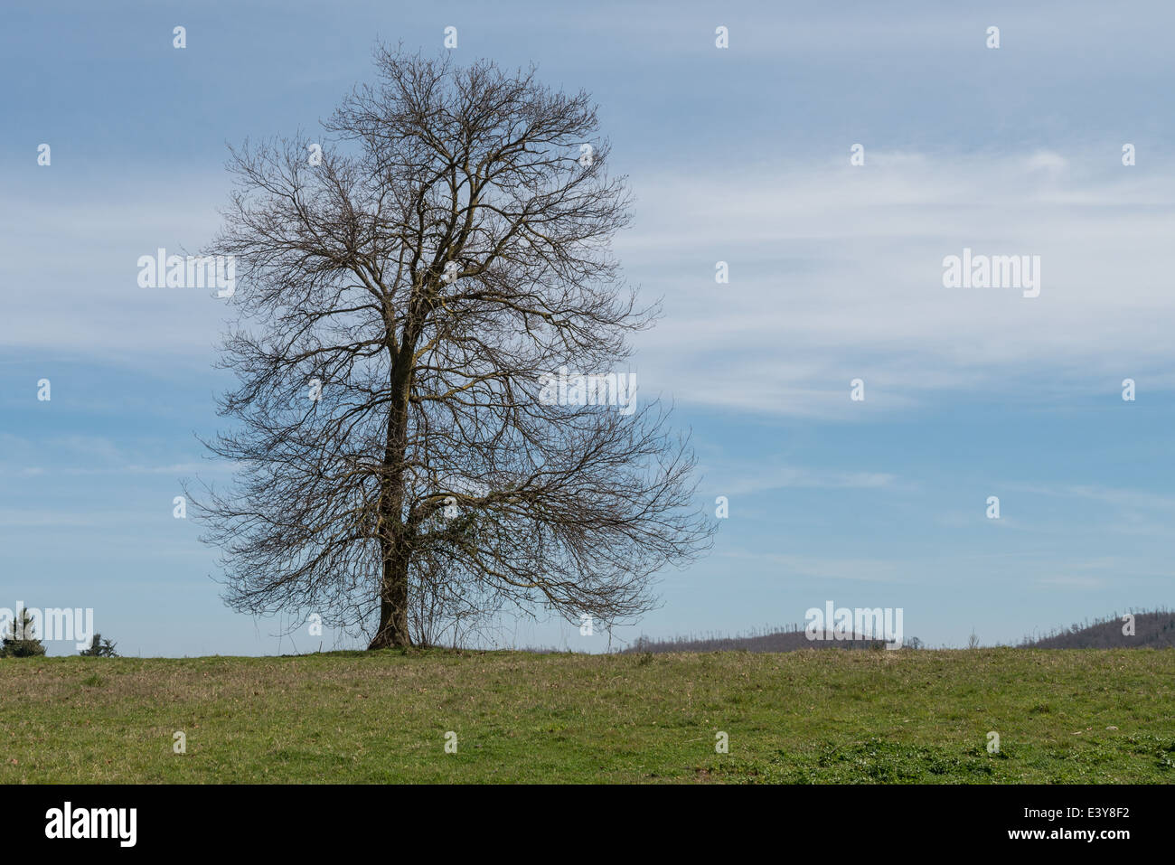 solitary tree on hill Stock Photo - Alamy