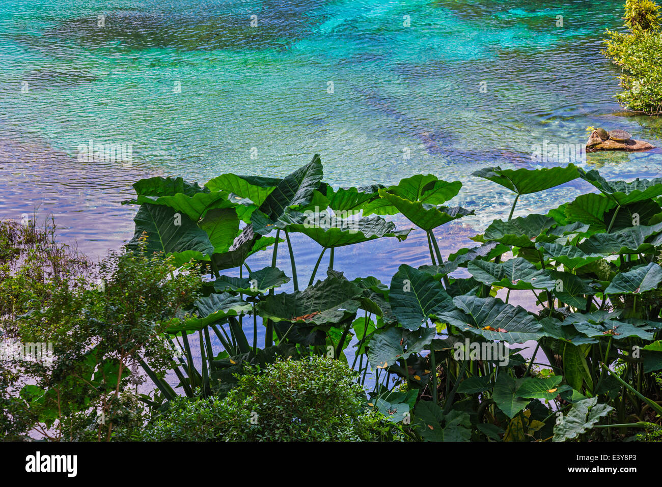 Rainbow Springs State Park is the source of the Rainbow River in North ...