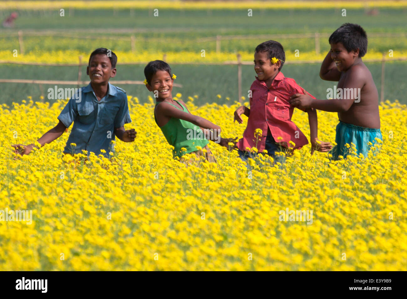 mustard field in Bangladesh Mustard is a cool weather crop and is grown ...