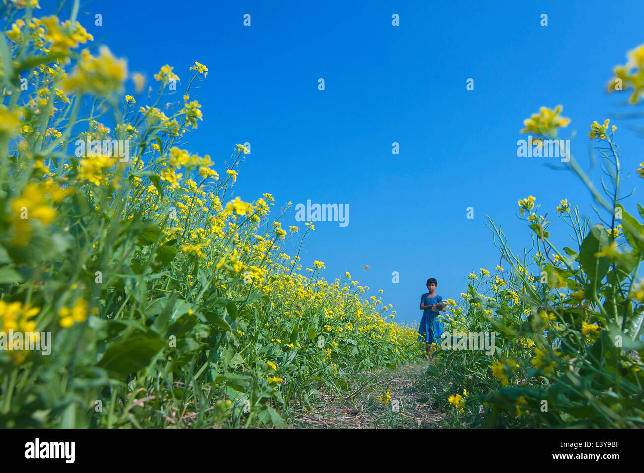 mustard field in Bangladesh Mustard is a cool weather crop and is grown ...