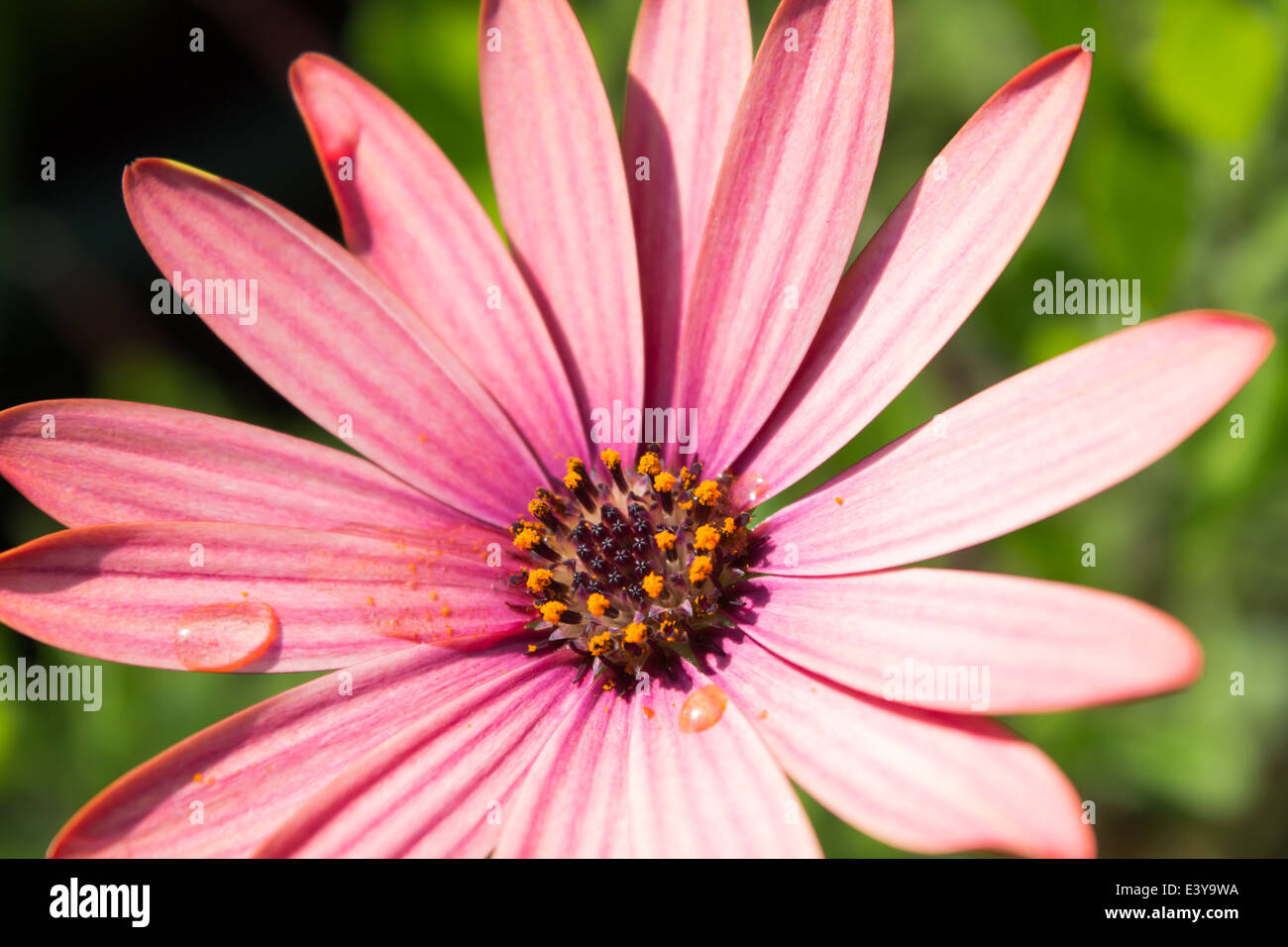 Daisy with rain drops hi-res stock photography and images - Alamy