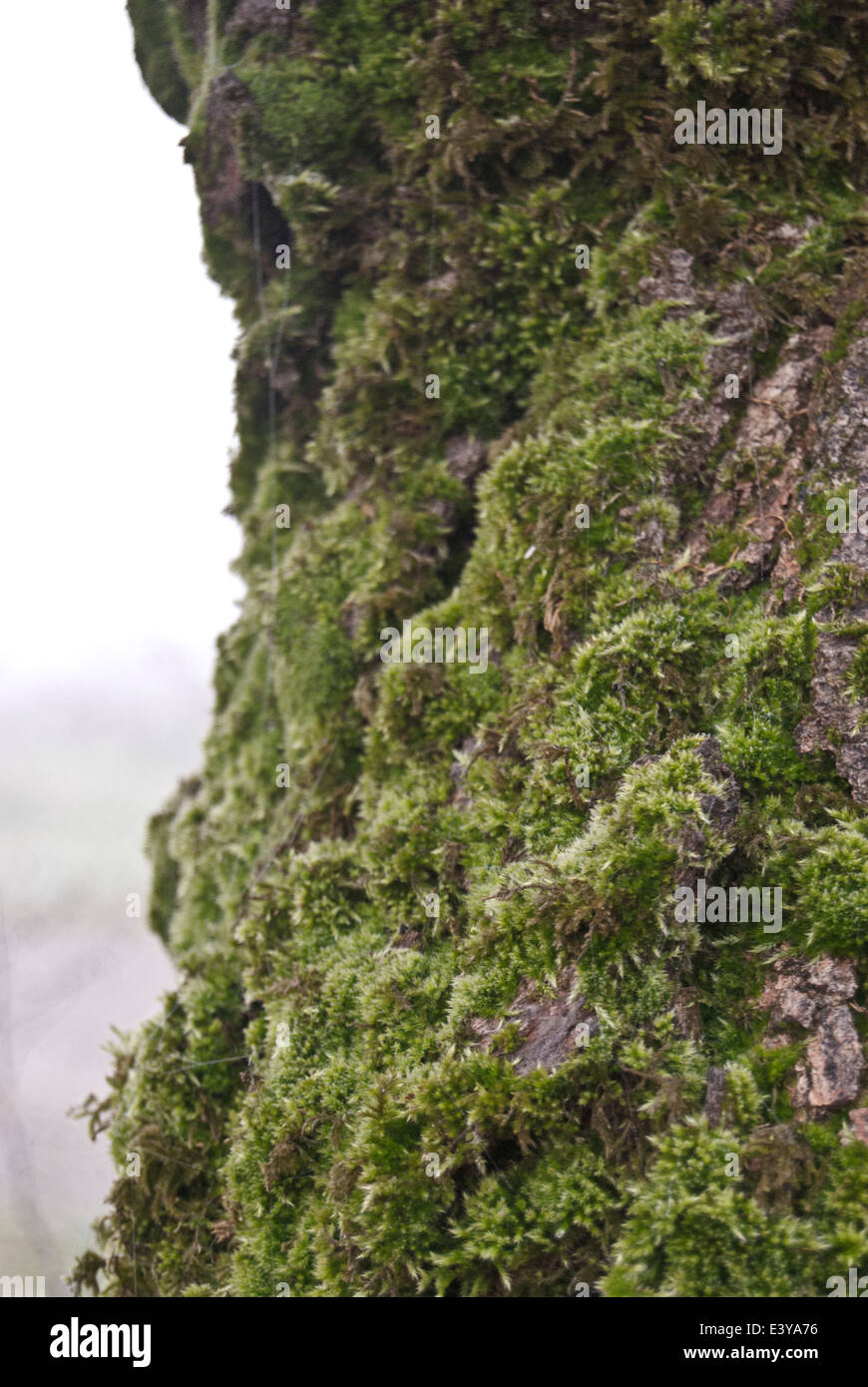 Tree with musk hi-res stock photography and images - Alamy