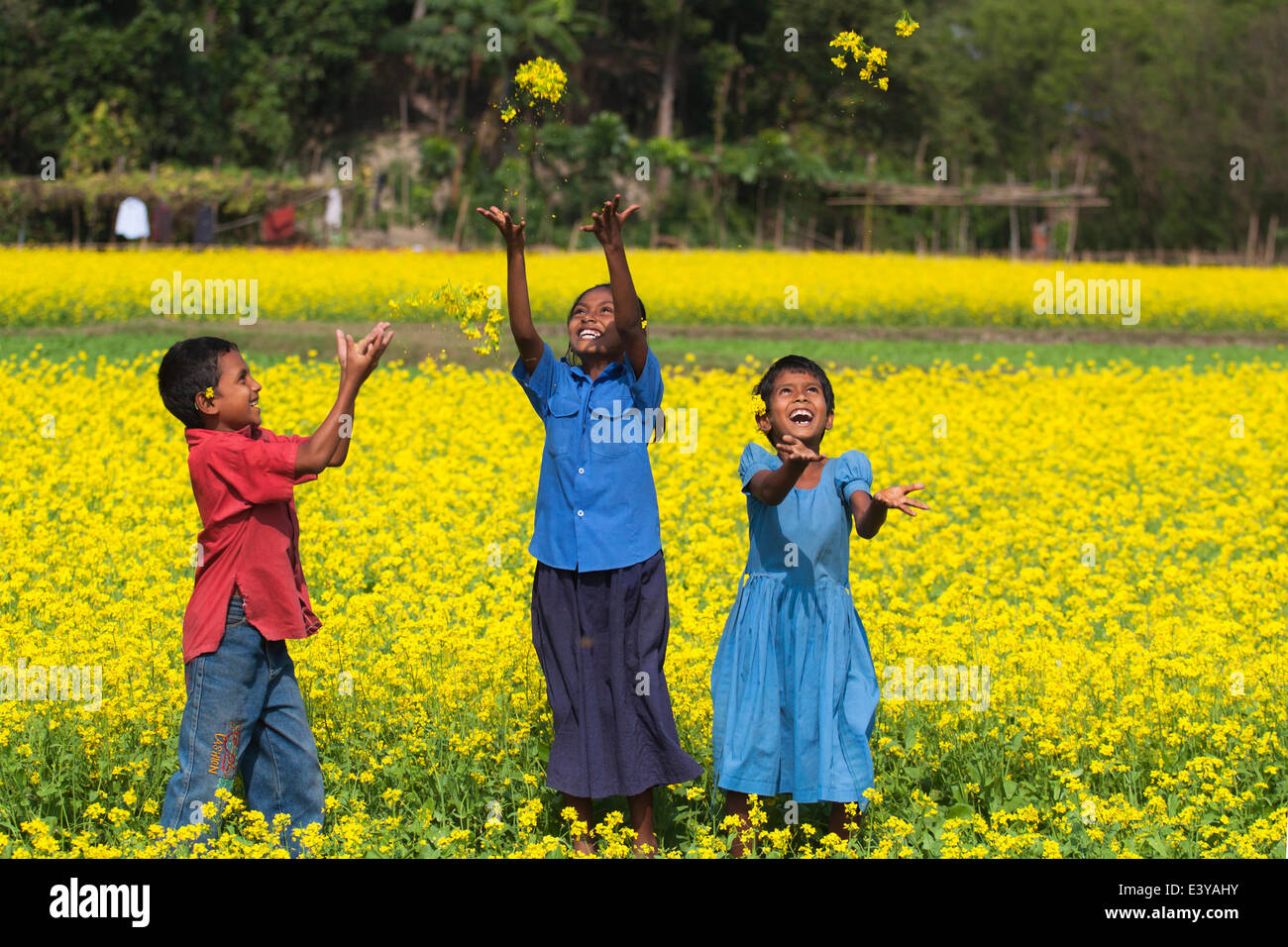 mustard field in Bangladesh Mustard is a cool weather crop and is grown ...