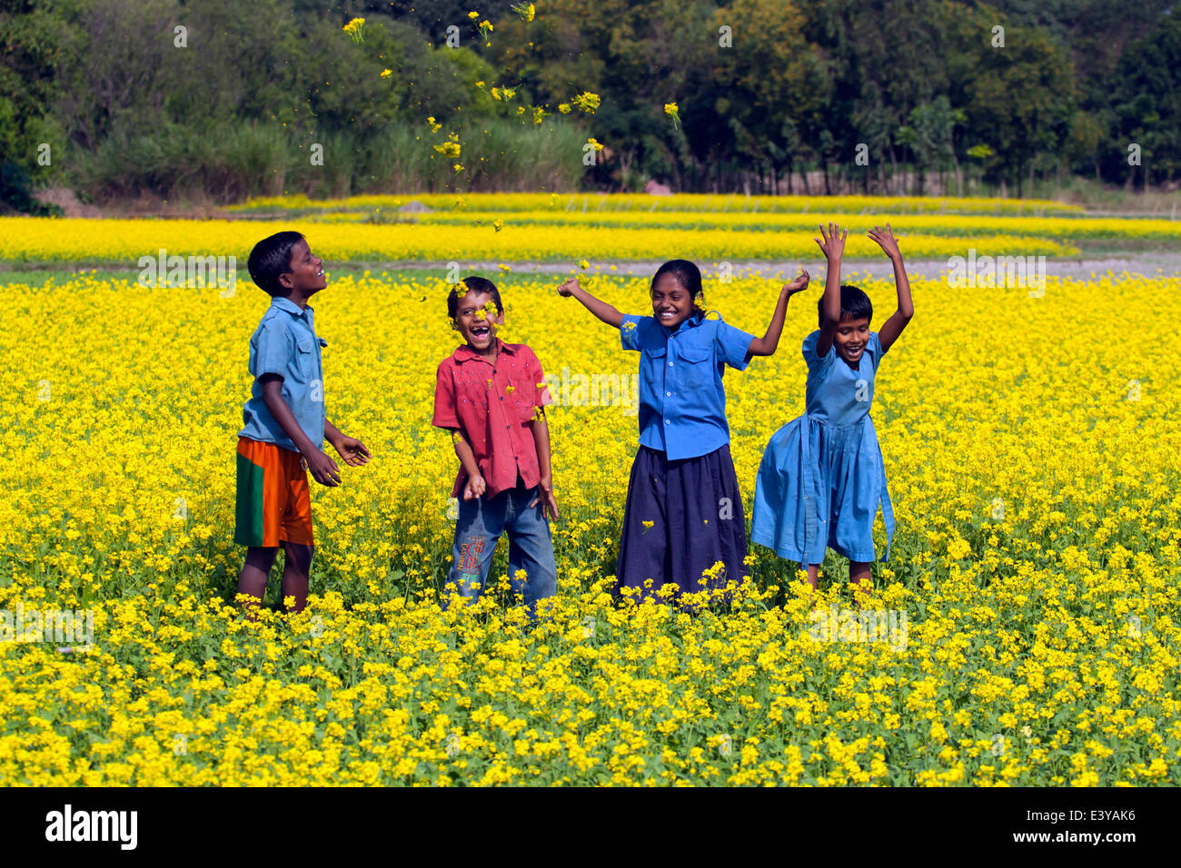 mustard field in Bangladesh Mustard is a cool weather crop and is grown ...