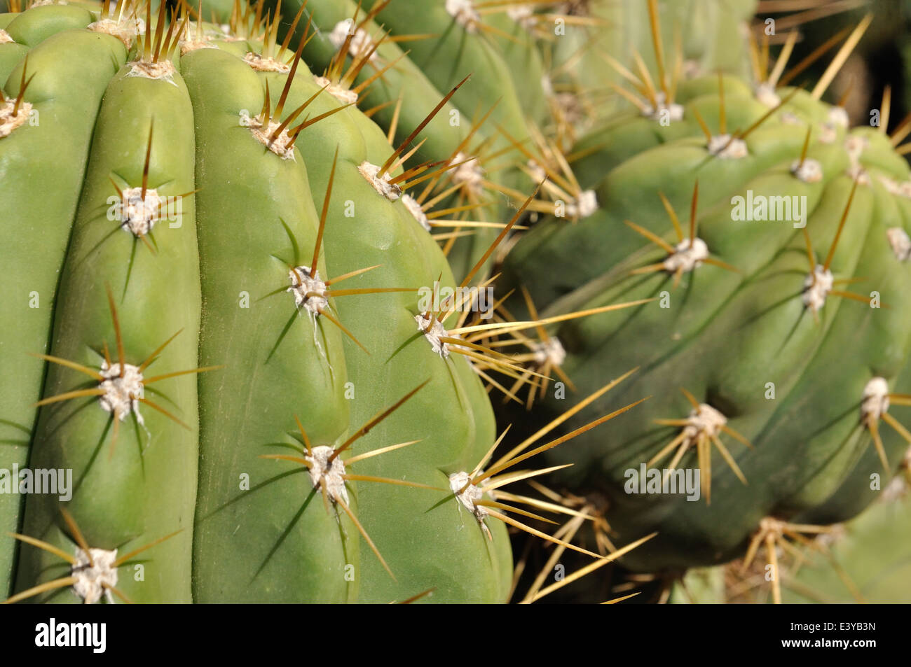 Barrel cactus golden mother hi-res stock photography and images - Alamy