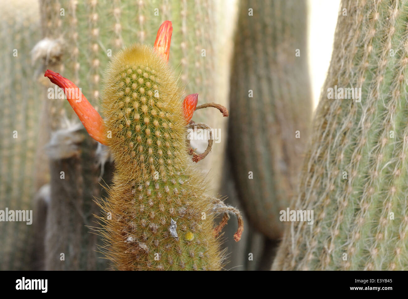 Devil cactus hi-res stock photography and images - Alamy