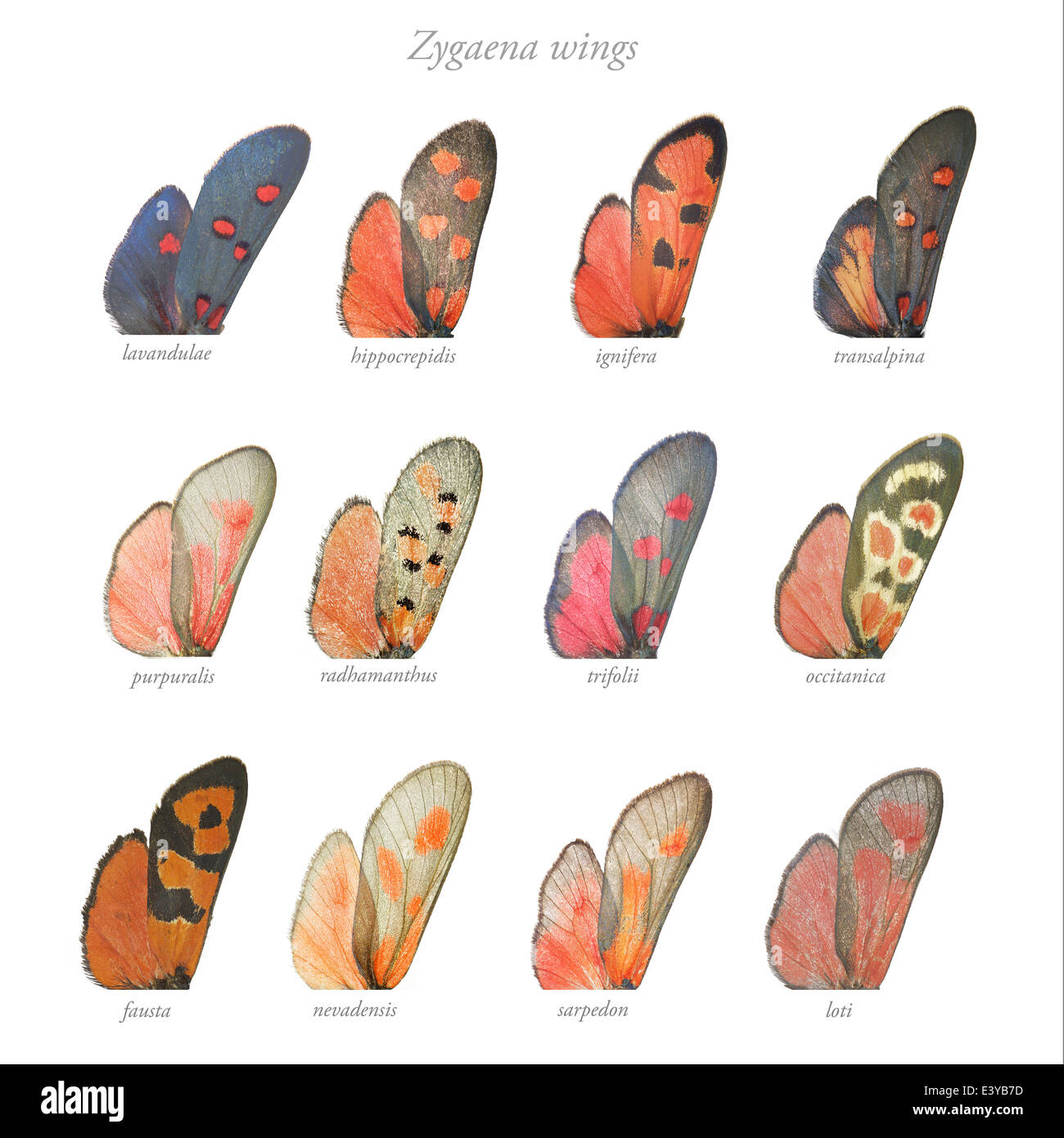 Lepidoptera; Zygaenidae; Zygaena; wings Stock Photo - Alamy