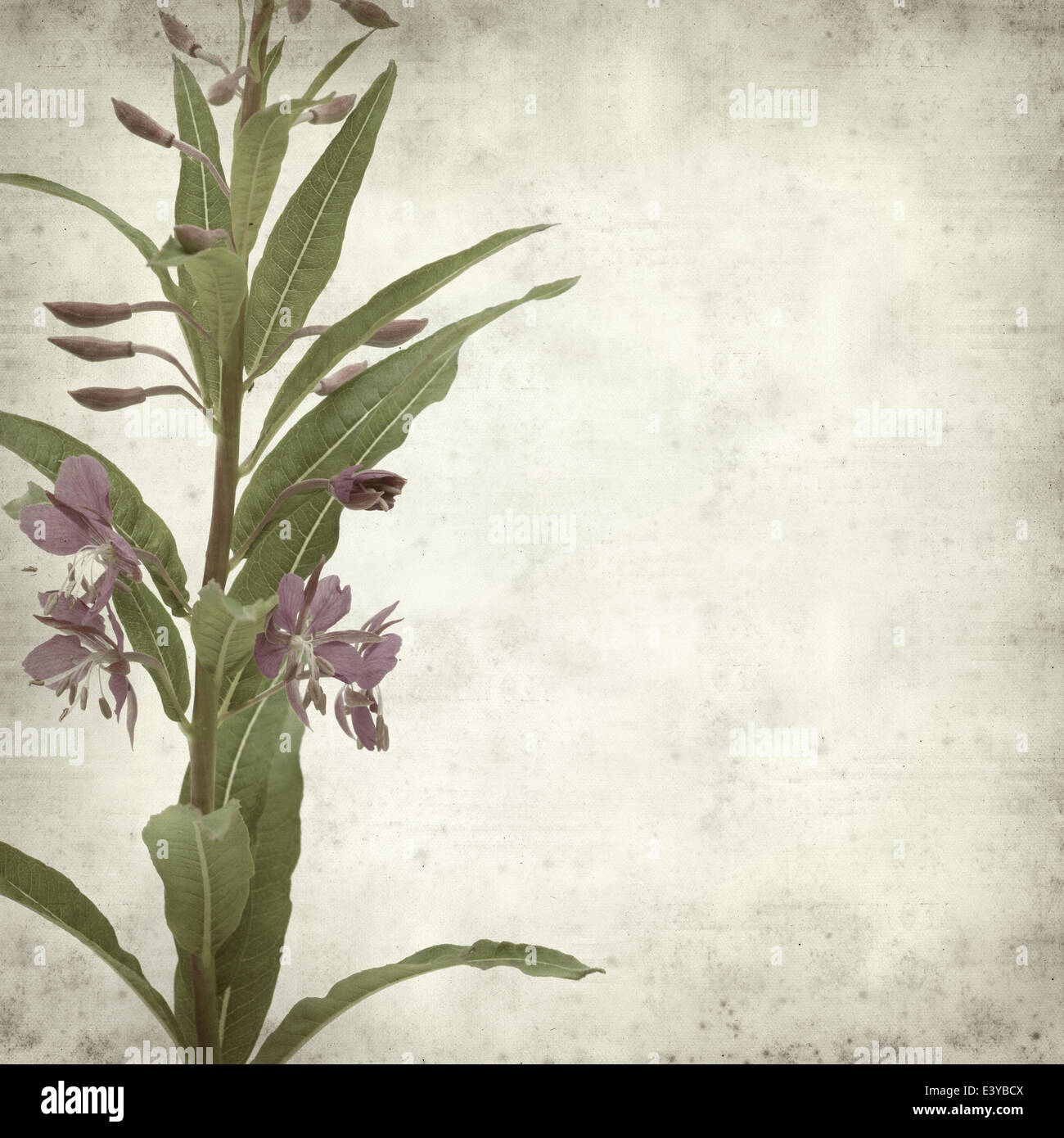 Fireweed wallpaper hi-res stock photography and images - Alamy