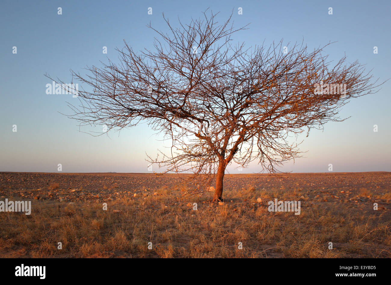 Mauritania desert hi-res stock photography and images - Alamy