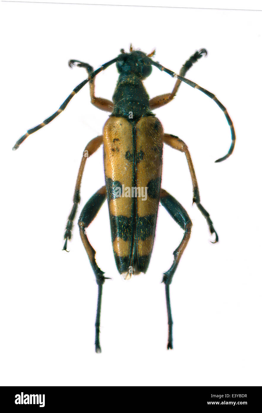 coleoptera; Cerambycidae; Rutpela maculata; Strangalia maculata; Poda ...
