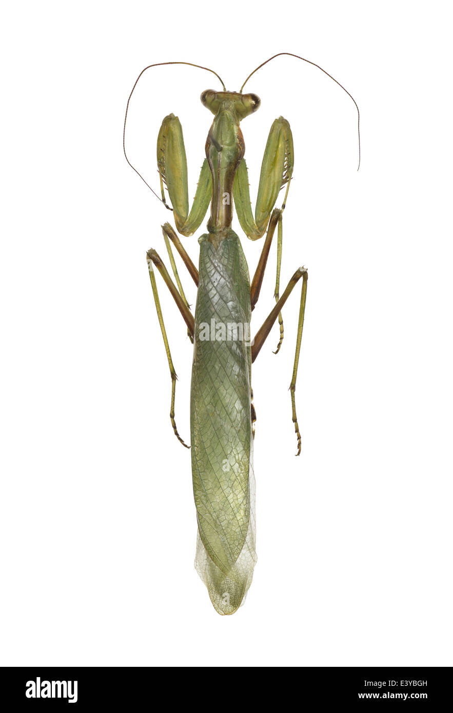 Mantodea cannibalism hi-res stock photography and images - Alamy