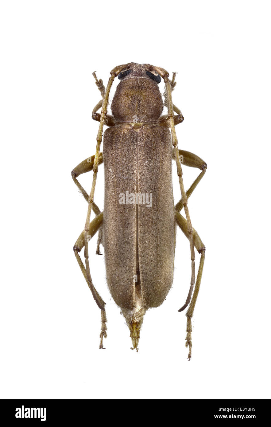 Coleoptera; Cerambycidae; Stromatium unicolor; female; Olivier 1795 ...