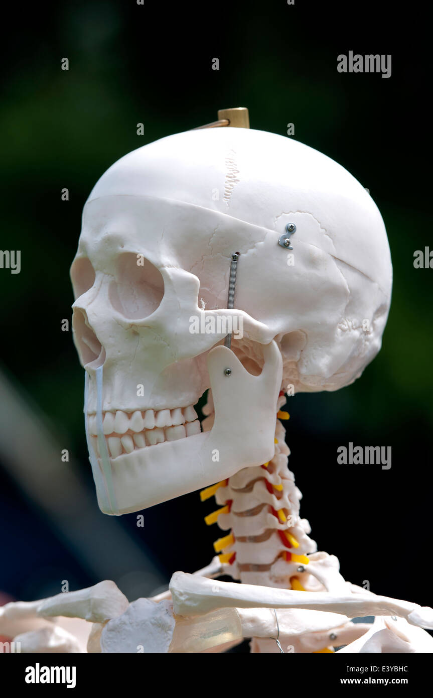 A plastic human skull Stock Photo - Alamy