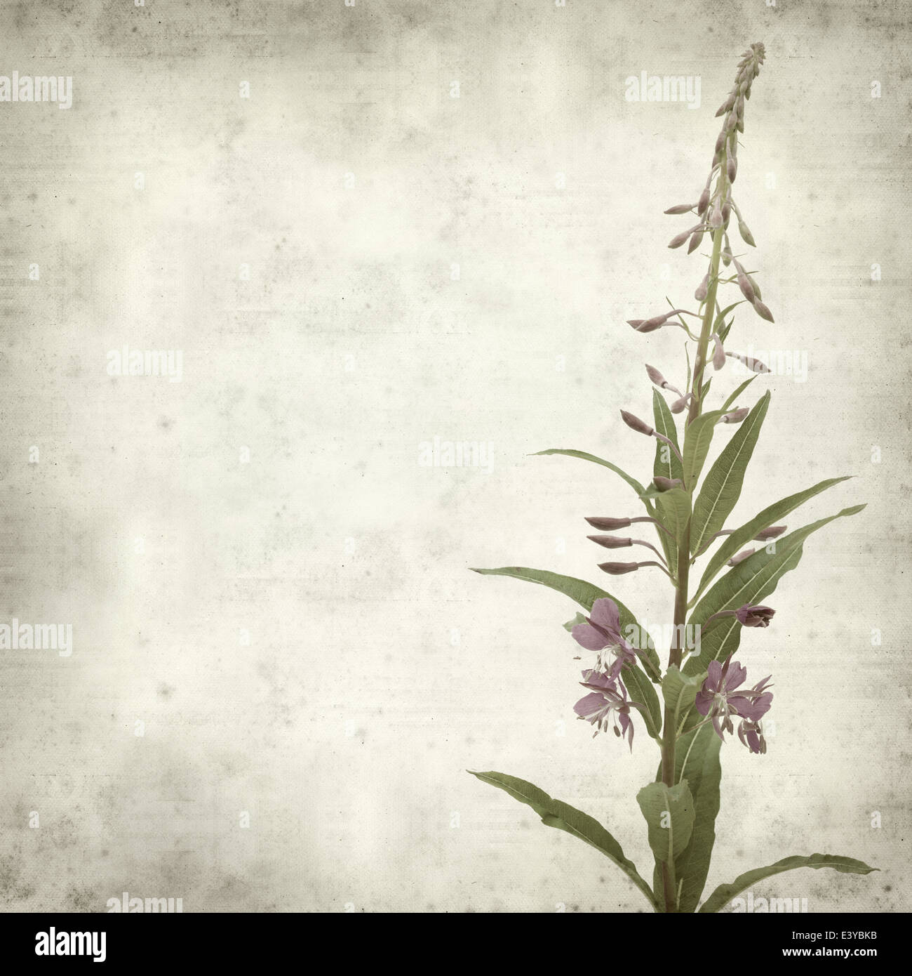 textured old paper background with fireweed Stock Photo - Alamy