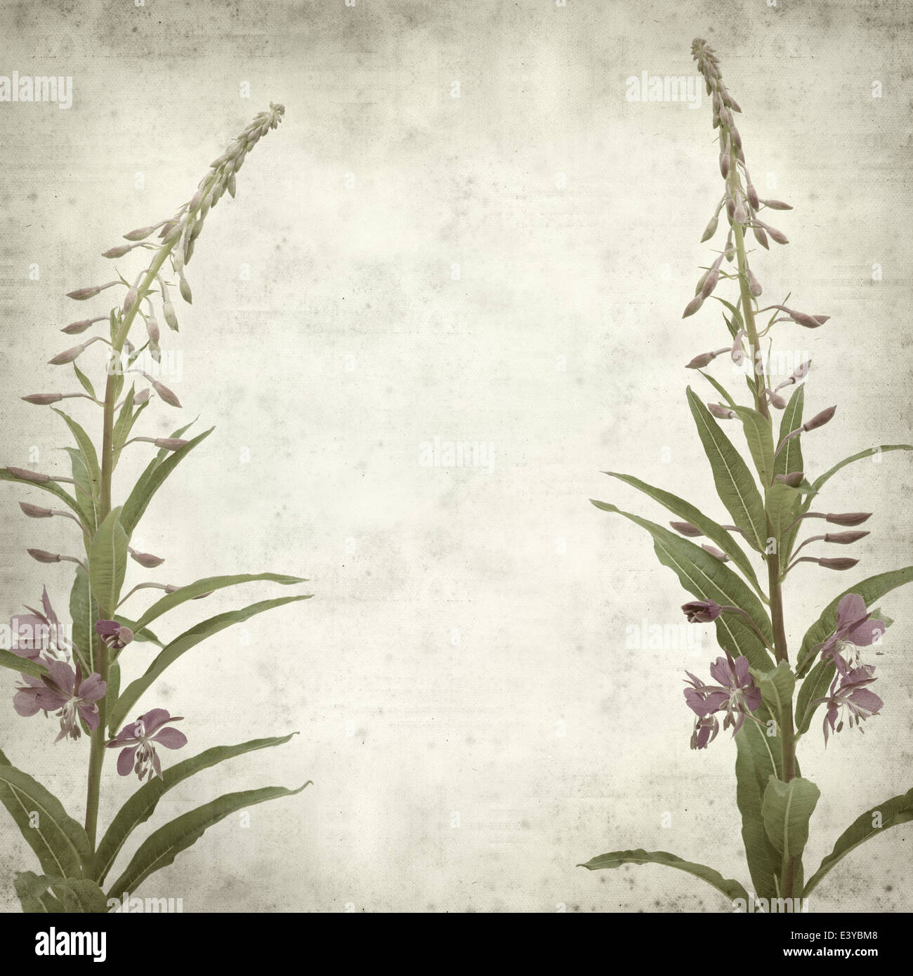 textured old paper background with fireweed Stock Photo - Alamy