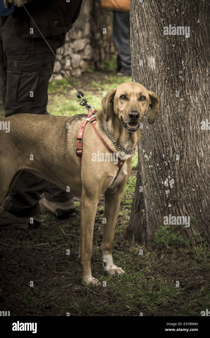 Dog hunting with man Stock Photo - Alamy