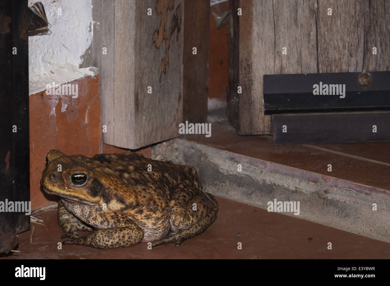 Toad at the door Stock Photo - Alamy