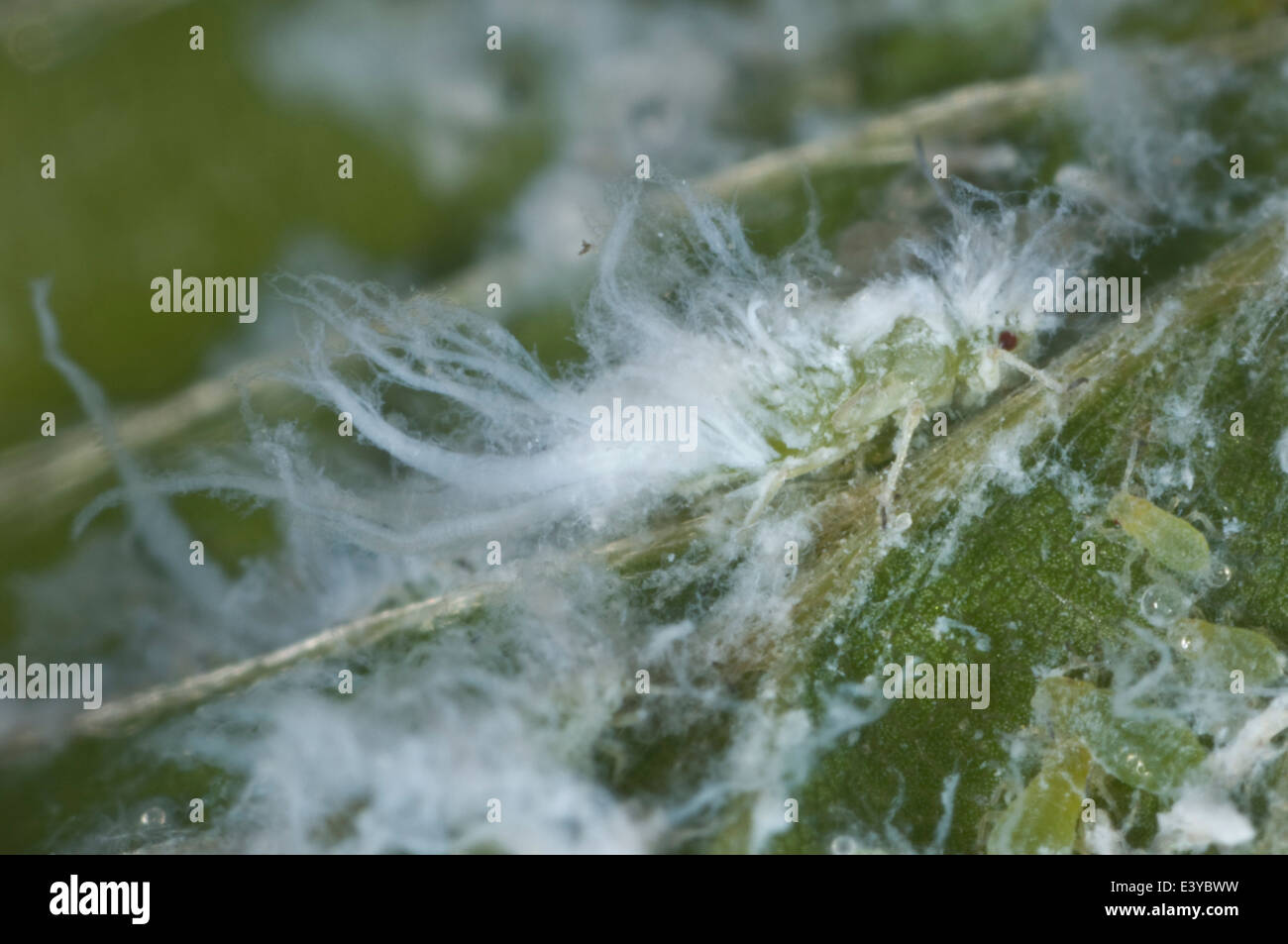 Beech aphid hi-res stock photography and images - Alamy