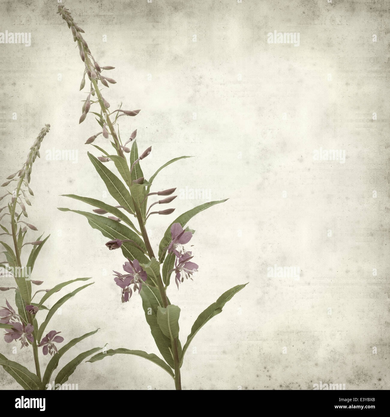 textured old paper background with fireweed Stock Photo - Alamy
