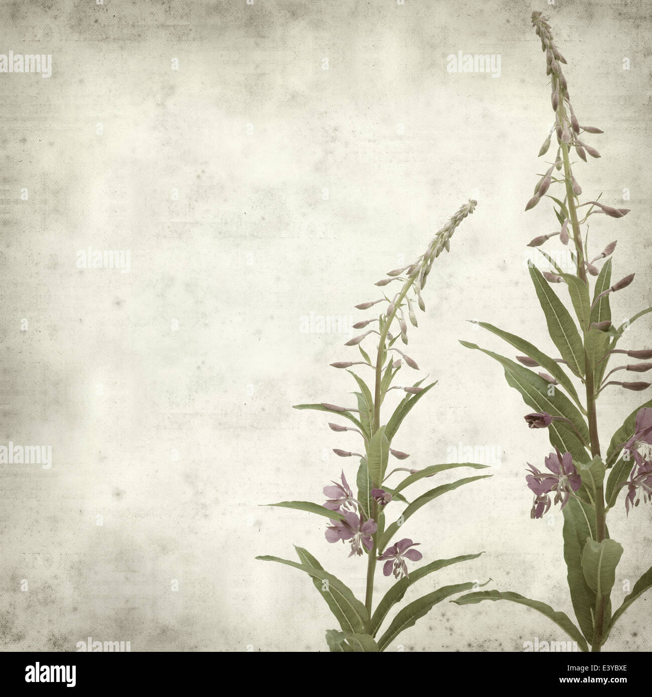 textured old paper background with fireweed Stock Photo - Alamy