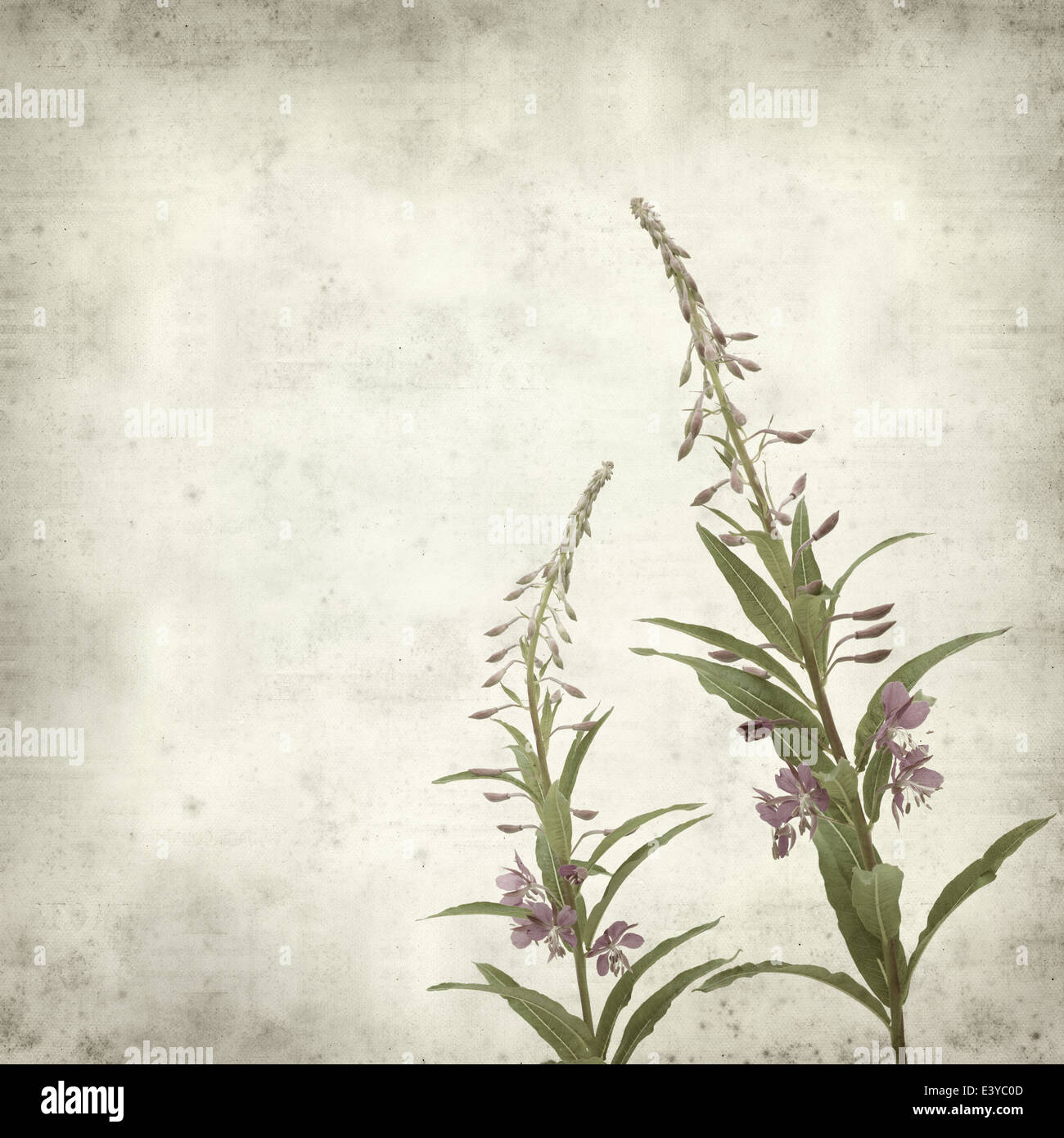 textured old paper background with fireweed Stock Photo - Alamy