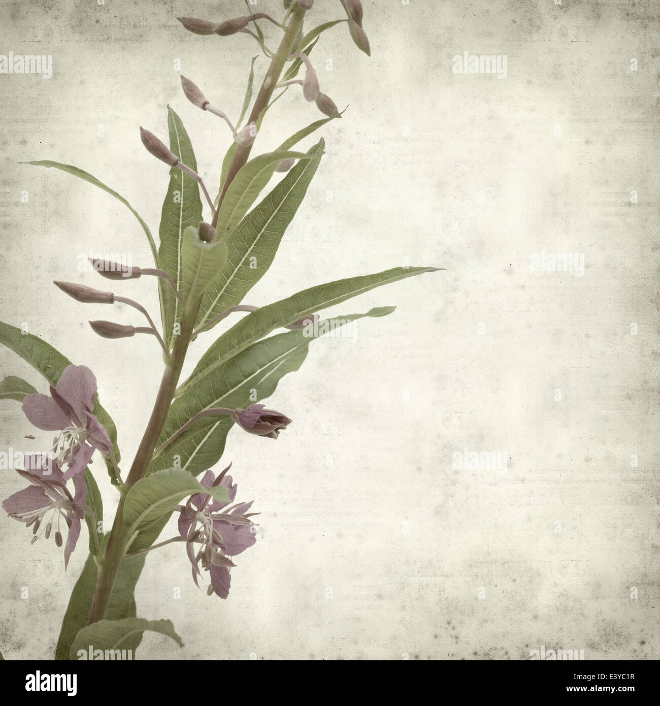 textured old paper background with fireweed Stock Photo - Alamy