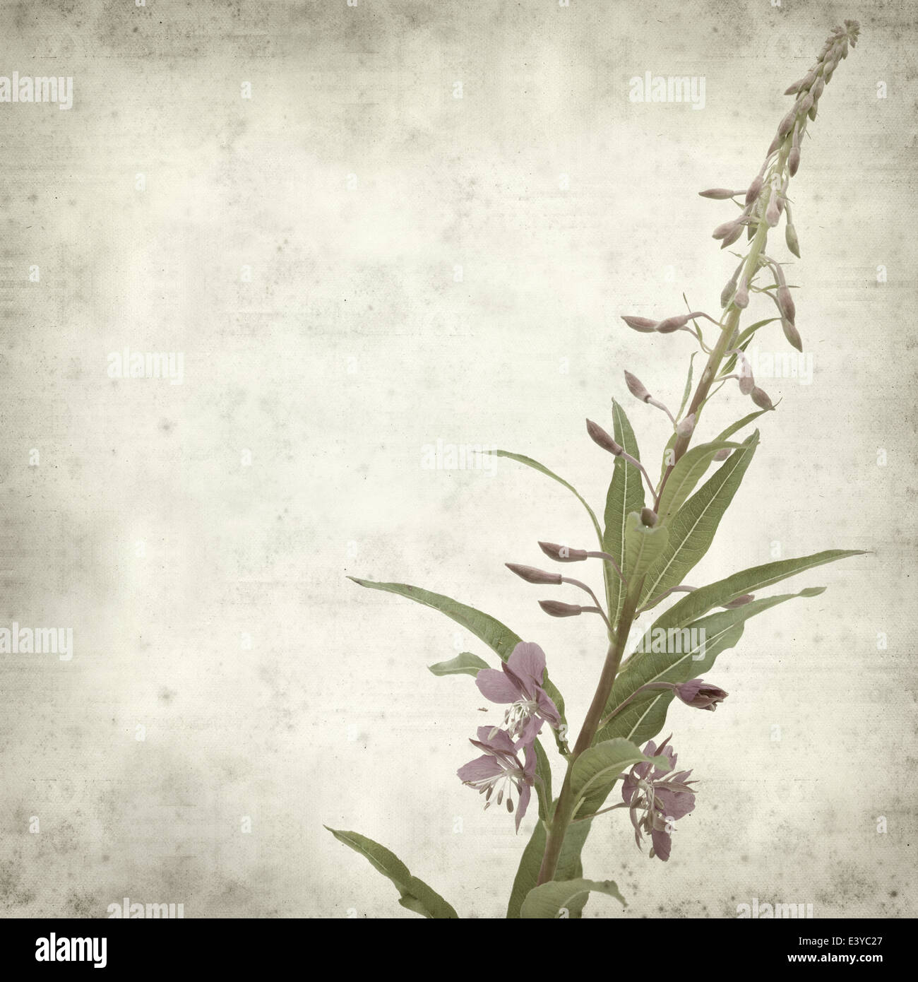 textured old paper background with fireweed Stock Photo - Alamy