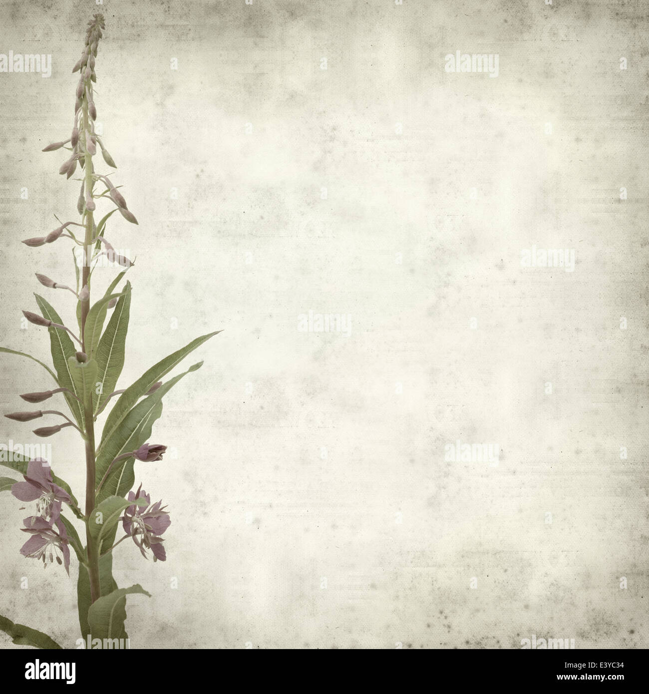 textured old paper background with fireweed Stock Photo - Alamy