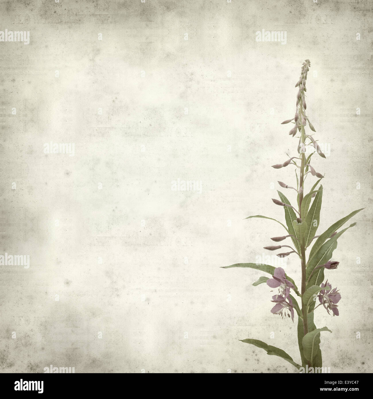 textured old paper background with fireweed Stock Photo - Alamy