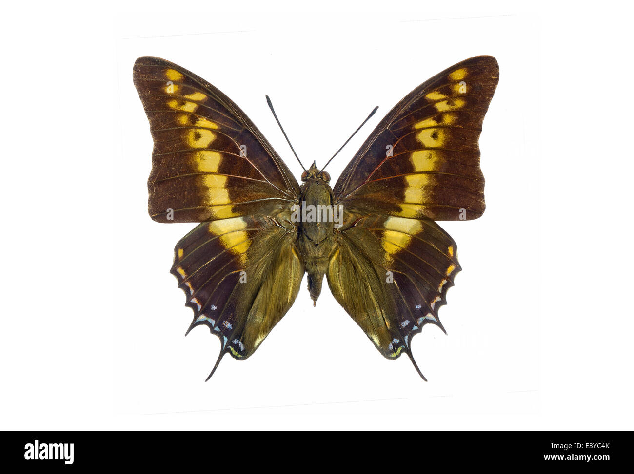 Lepidoptera; Nymphalidae; Charaxes castor; Cramer 1778; Giant Emperor ...