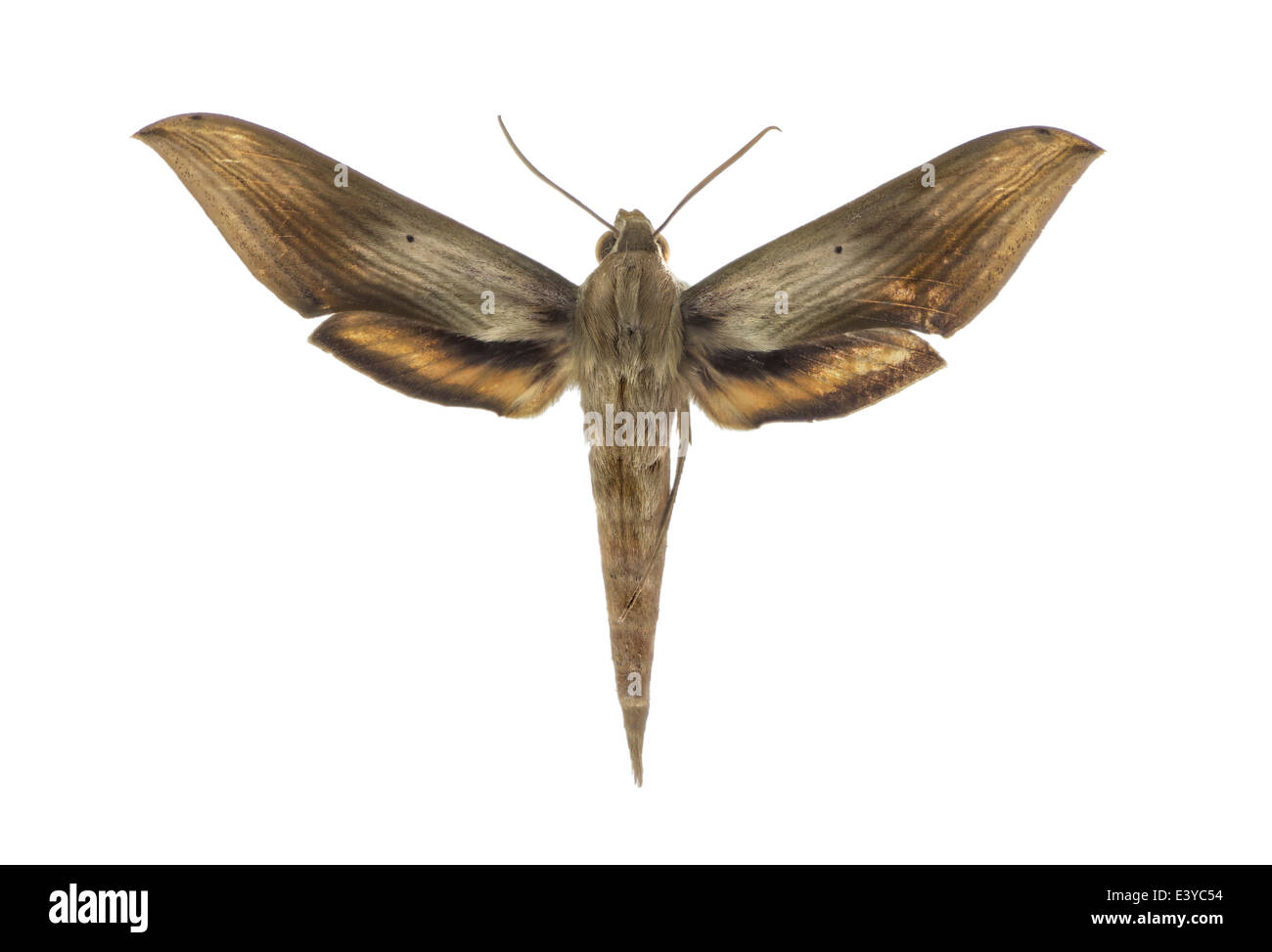 Lepidoptera; Sphingidae; Xylophanes libya; Druce 18978 L: 70 mm Stock ...