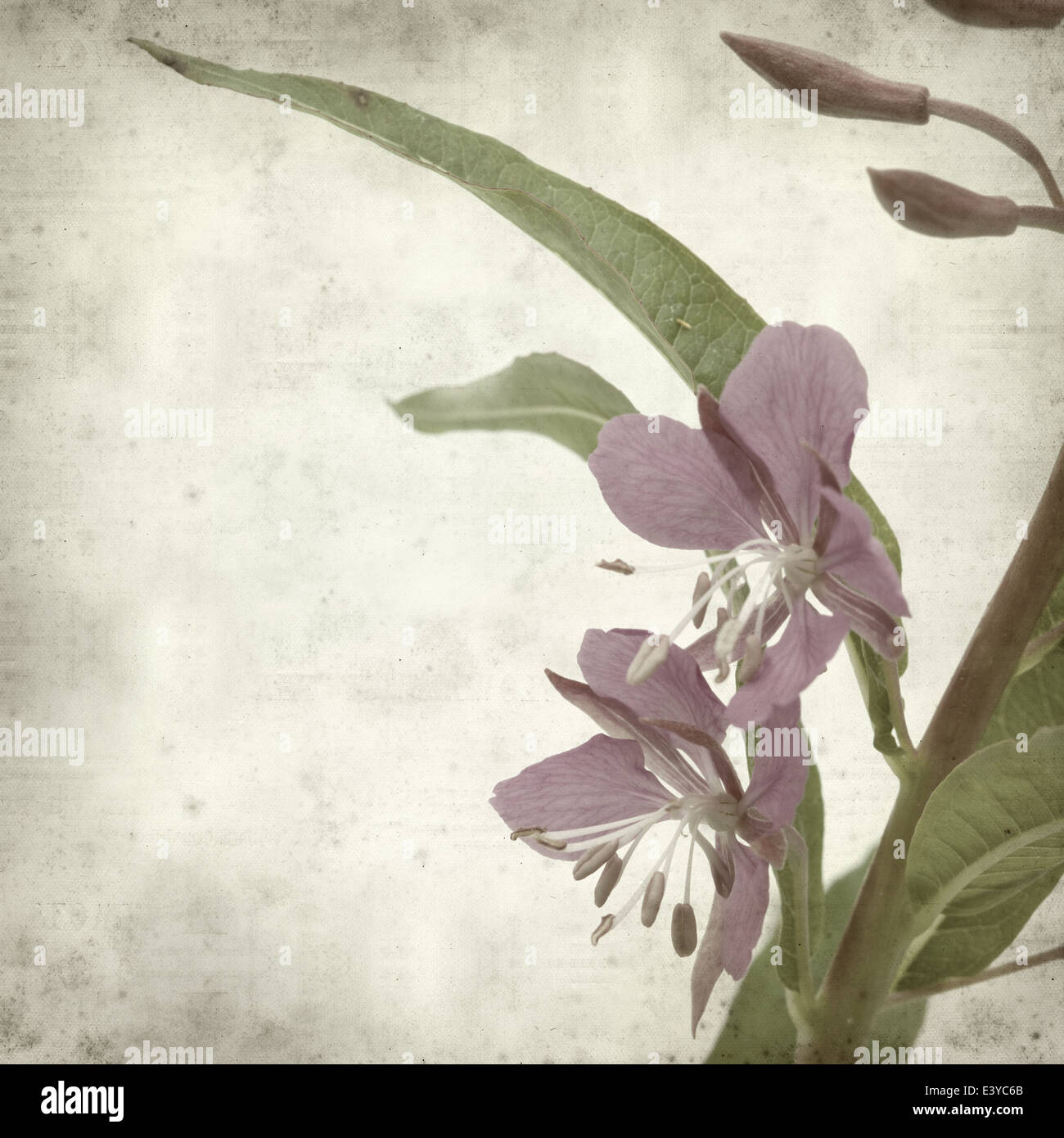 textured old paper background with fireweed Stock Photo - Alamy