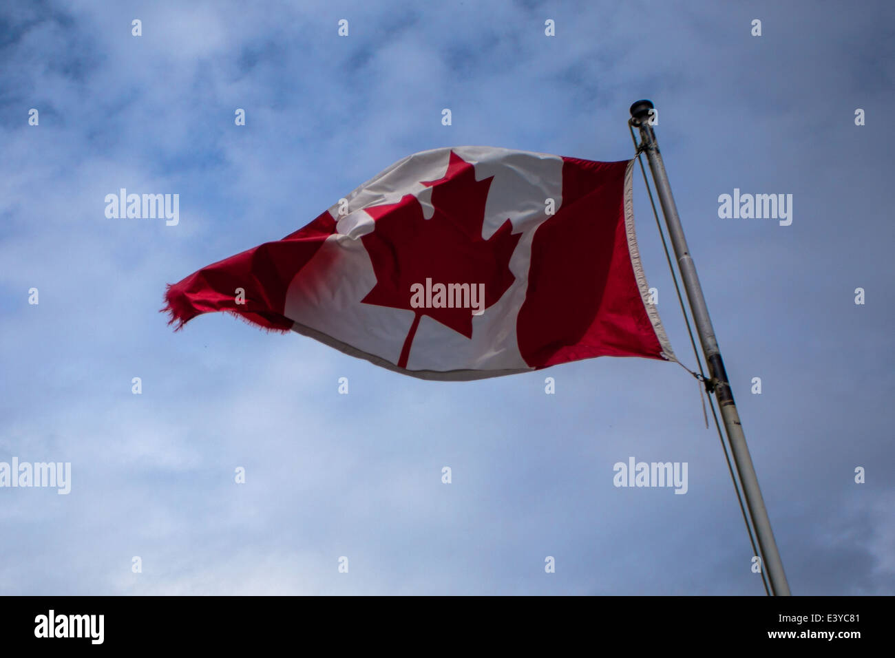 Canadian Flag Maple Leaf Stock Photo - Alamy