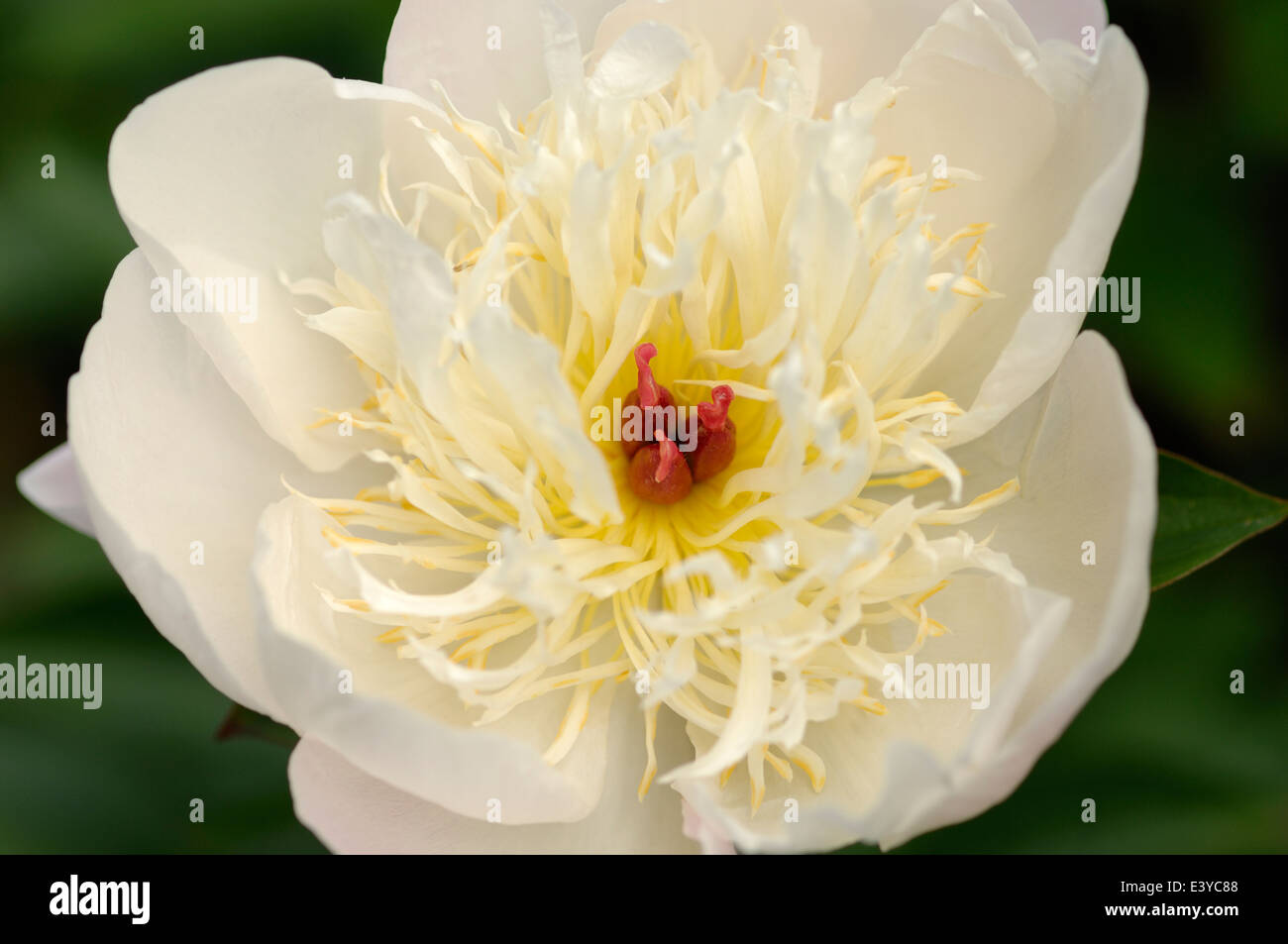 Peony cultivation hi-res stock photography and images - Alamy