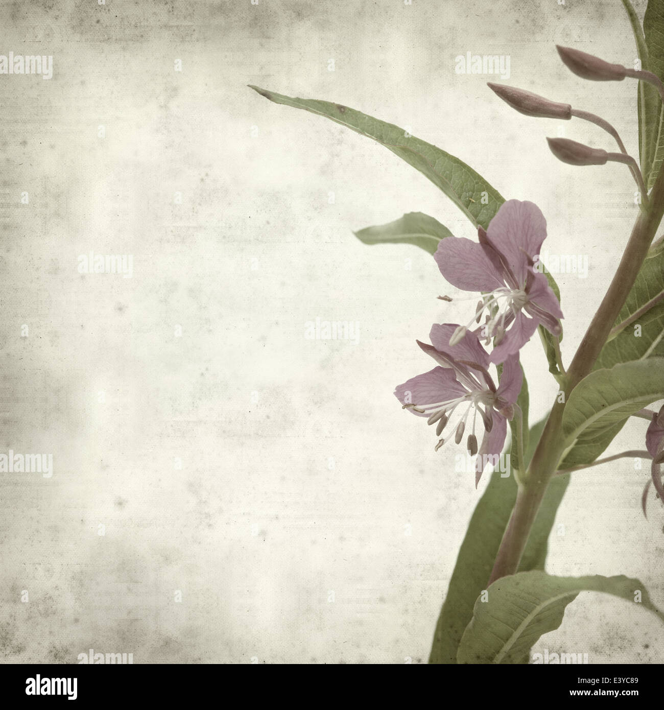 textured old paper background with fireweed Stock Photo - Alamy