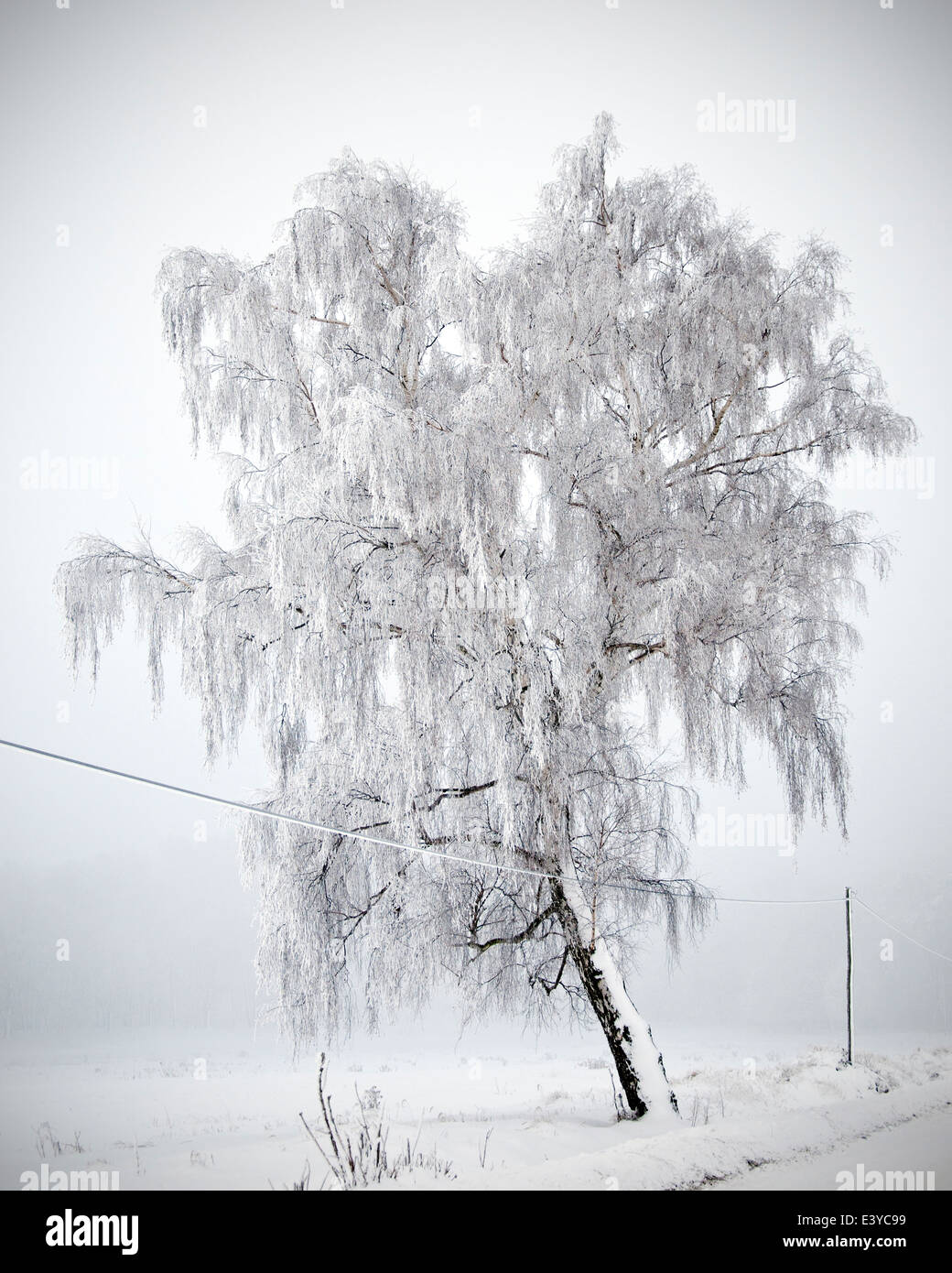 Covered in hoarfrost hi-res stock photography and images - Alamy