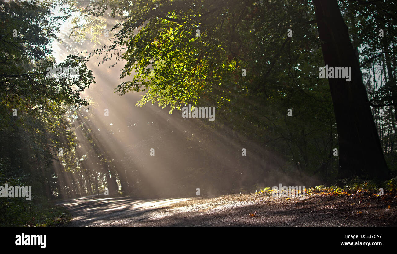 Rays of light in the forest Stock Photo - Alamy